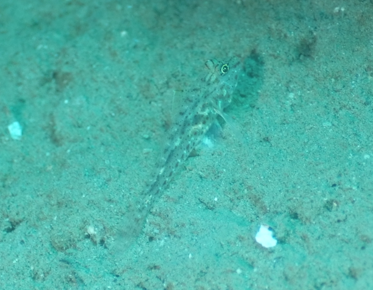 Fusigobius neophytus (Günther, 1877)