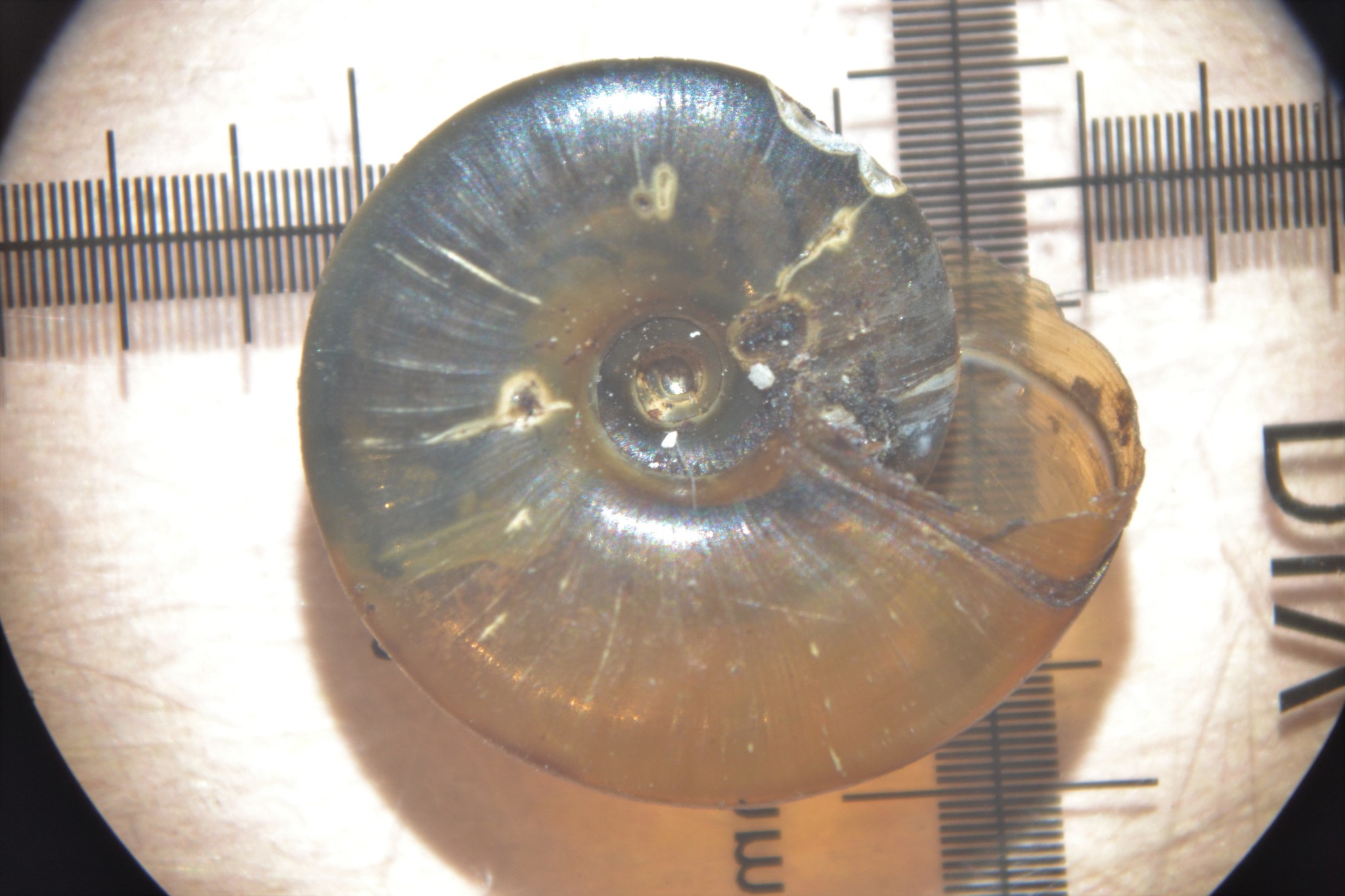 Segmentina nitida (O.F.Müller, 1774)