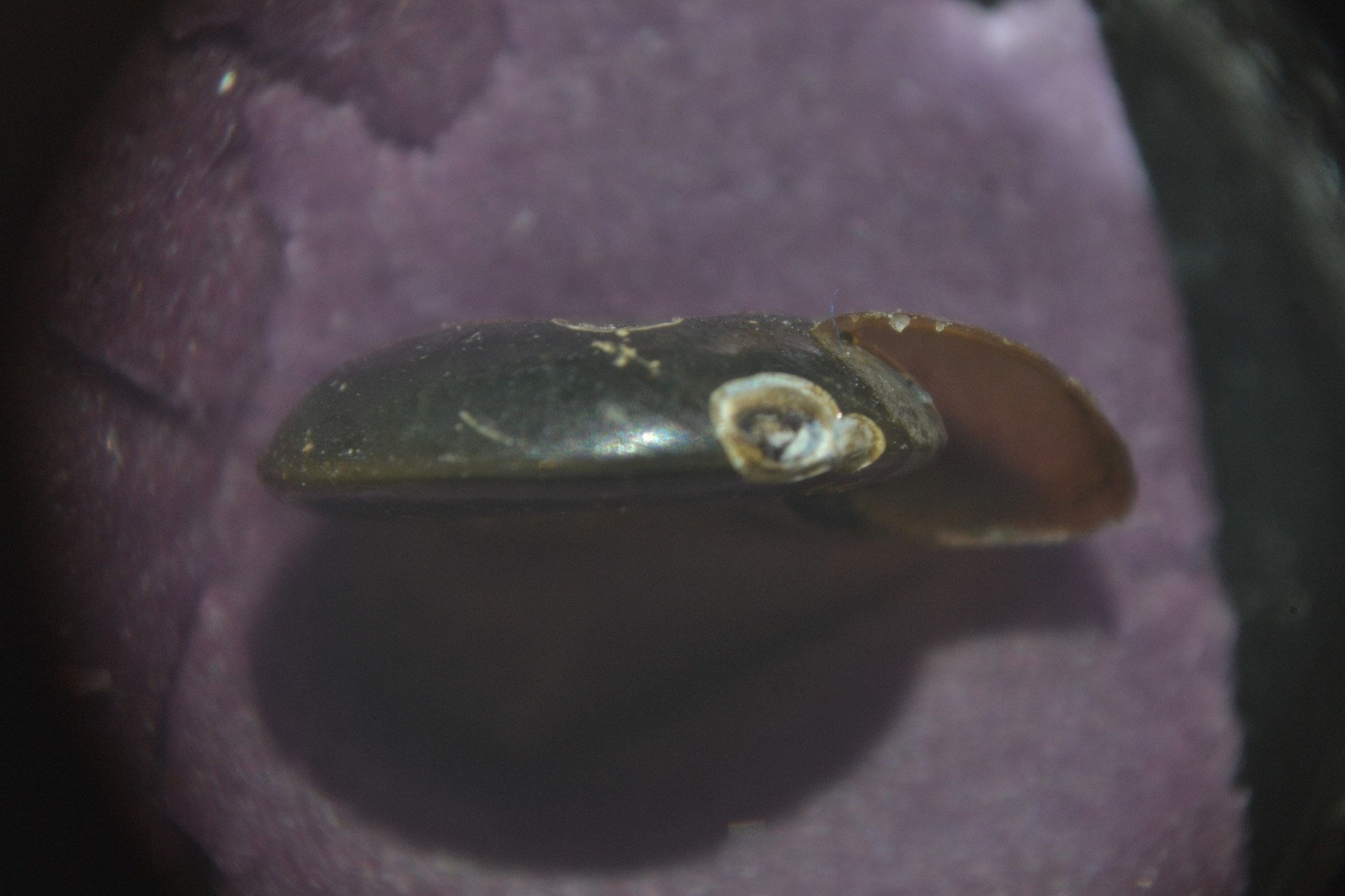 Segmentina nitida (O.F.Müller, 1774)