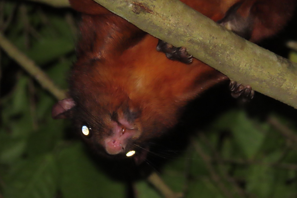 Taiwan Giant Flying Squirrel from 台北聯絡道, TW on April 14, 2022 at 07:47 ...