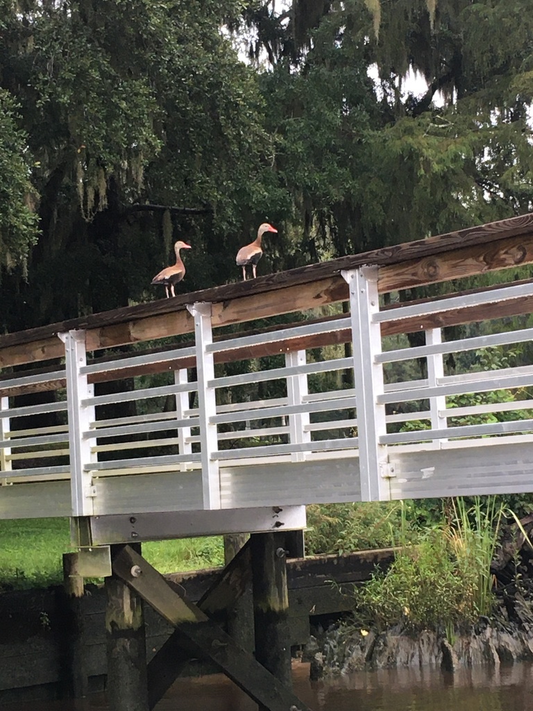 Black-bellied Whistling-Duck from Great Pee Dee River, Georgetown, SC ...