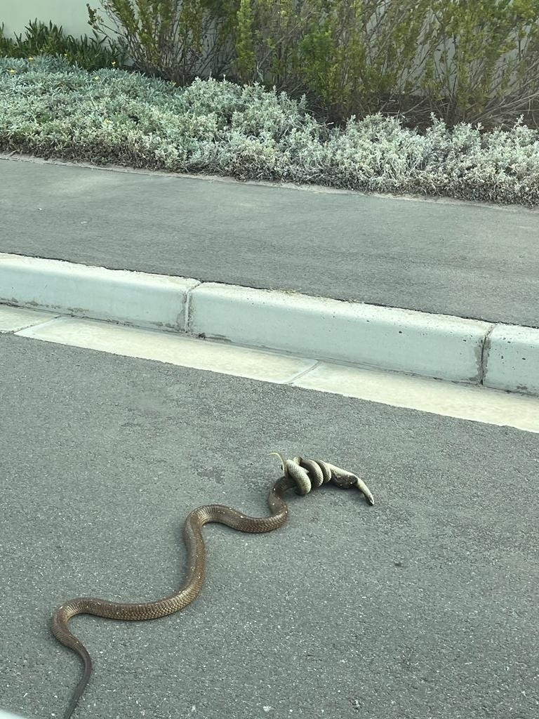 Cape Cobra from Parklands, Cape Town, 7441, South Africa on April 14 ...