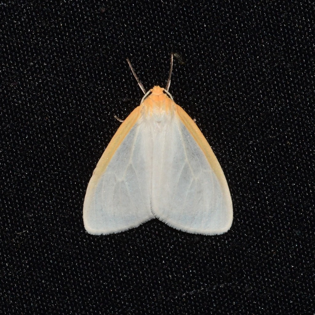 Delicate Cycnia Moth (Moths and Butterflies of Massachusetts ...