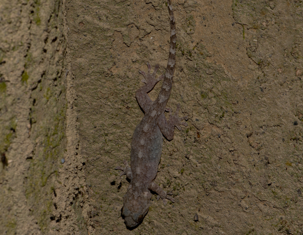 Hokou Gecko from Kaohsiung City, Taiwan on April 13, 2022 at 07:42 AM ...