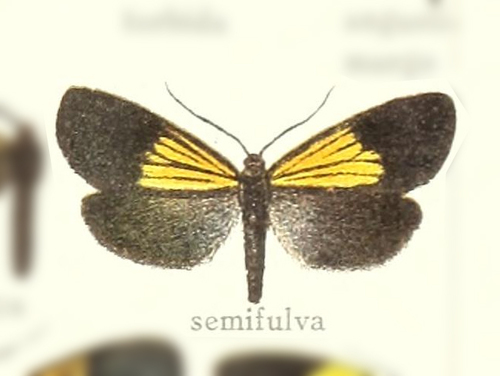 Scea semifulva · iNaturalist