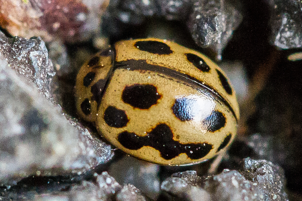 16-spot Ladybird (Conspicuous Ladybirds of Britain) · iNaturalist