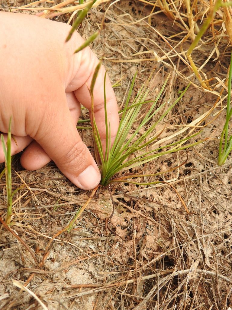 Howell's quillwort from Sonoma Valley Regional Park, Sonoma, California ...