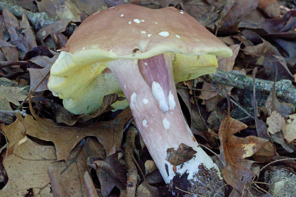 lilac bolete from Shades State Park, Waveland, Indiana, USA on August ...