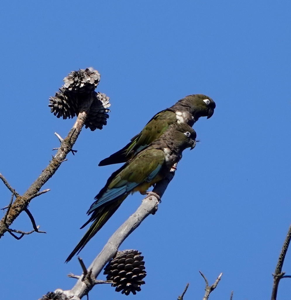 Chilean Burrowing Parakeet from Talca Province, Maule, Chile on March ...
