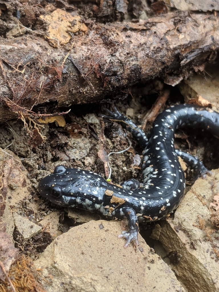Northern Slimy Salamander in April 2022 by Nathaniel Sharp · iNaturalist