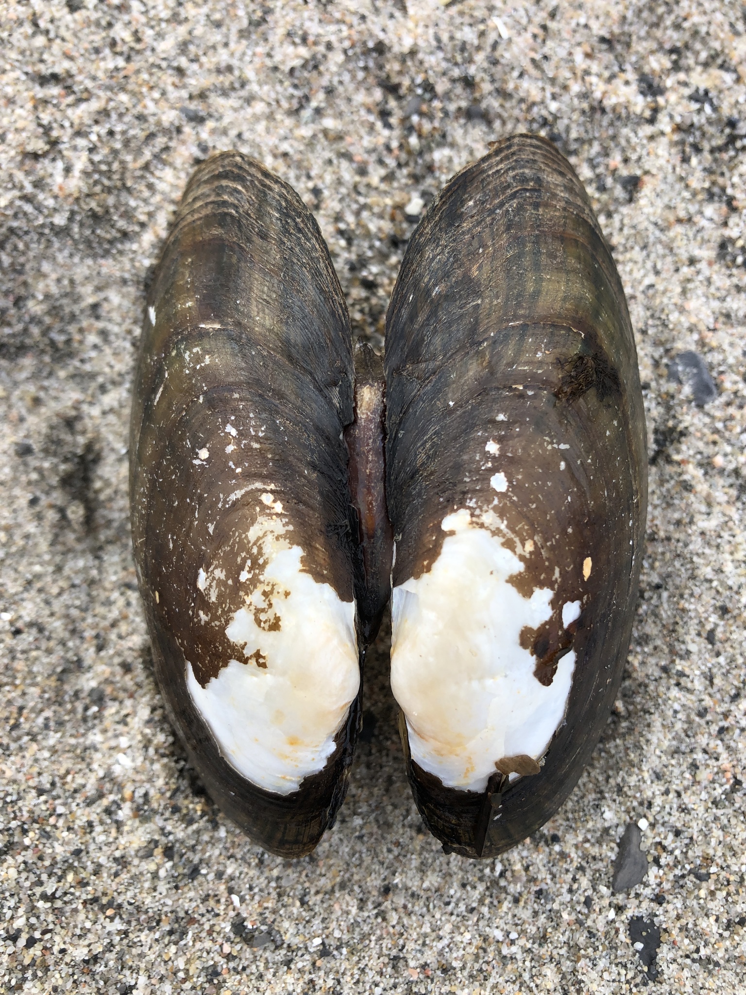 Lampsilis radiata (Gmelin, 1791)