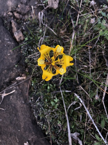Cypella charruana · iNaturalist