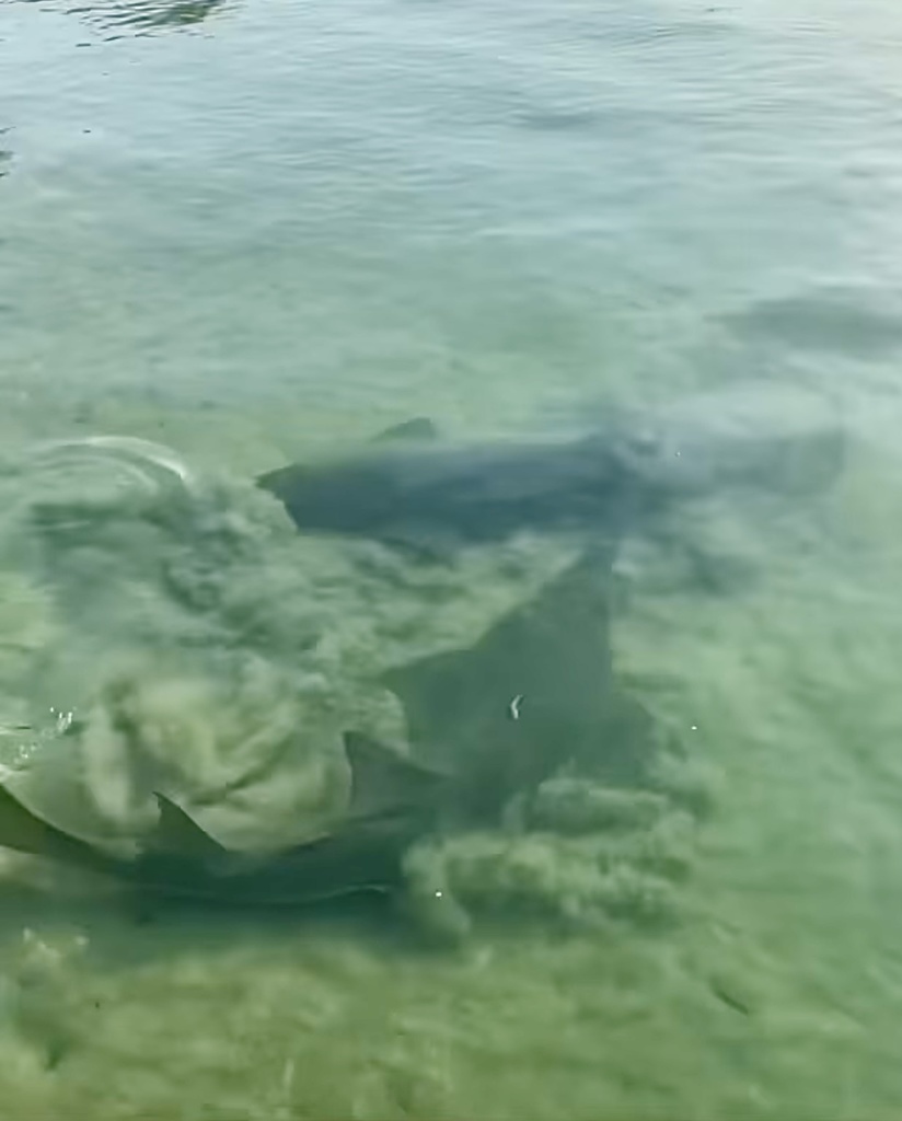 Sawfishes (Pristis) - Marine Life Identification