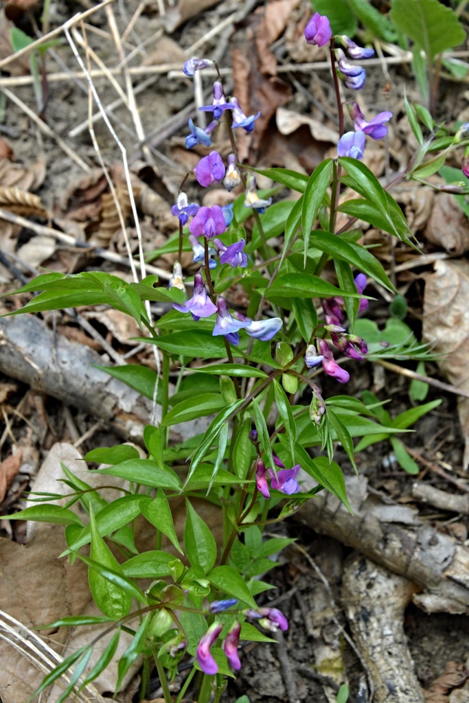 spring vetch from 293 07 Hrdlořezy, Česko on April 14, 2022 at 04:01 PM ...