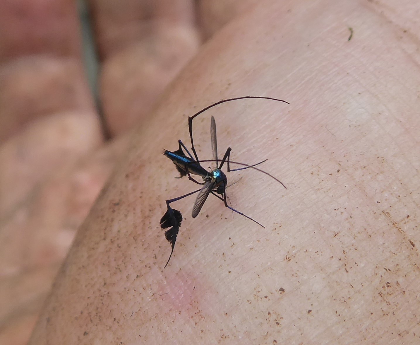 Sabethes cyaneus (Fabricius, 1805)
