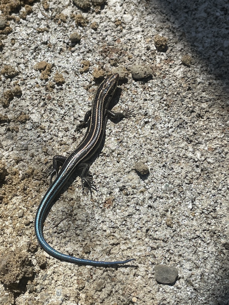 Common Five-lined Skink from Wooster Rd N, Barberton, OH, US on April ...