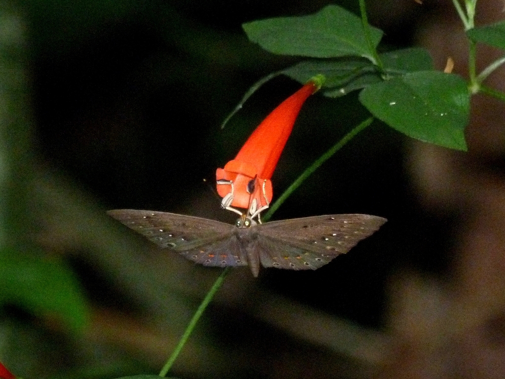 Eurybia halimede (Borboletas de Rio Claro, SP/Butterflies of Rio Claro ...