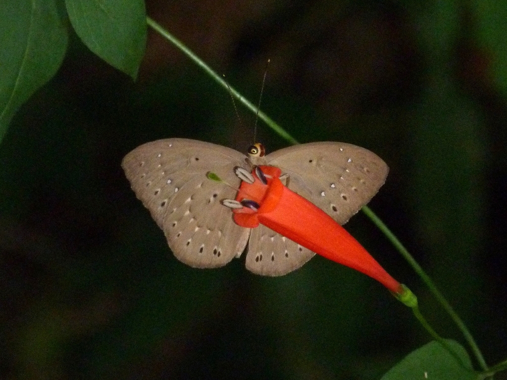 Eurybia halimede (Borboletas de Rio Claro, SP/Butterflies of Rio Claro ...