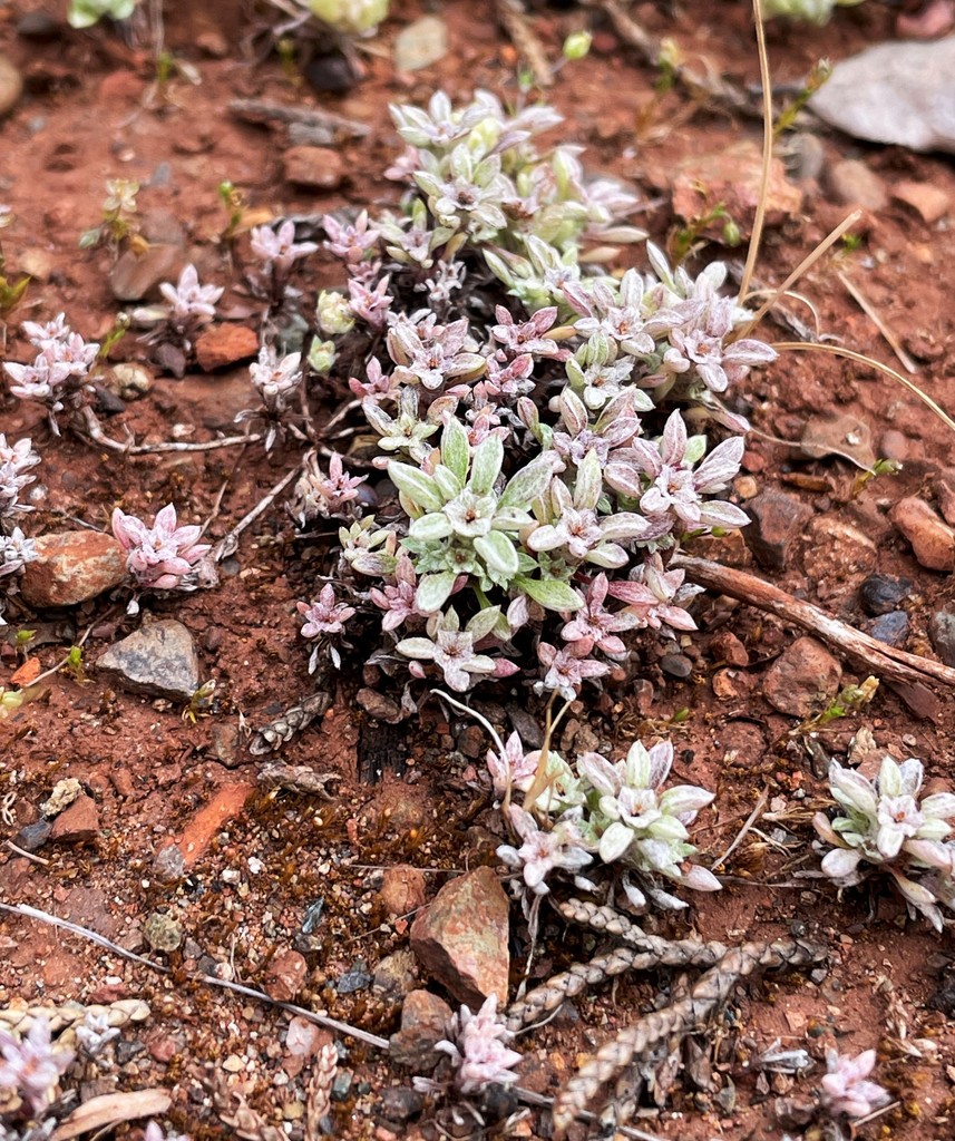 fire evax from Sonoma County, CA, USA on April 13, 2022 at 02:50 PM by ...