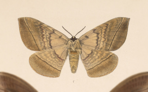 Preptos oropus · iNaturalist