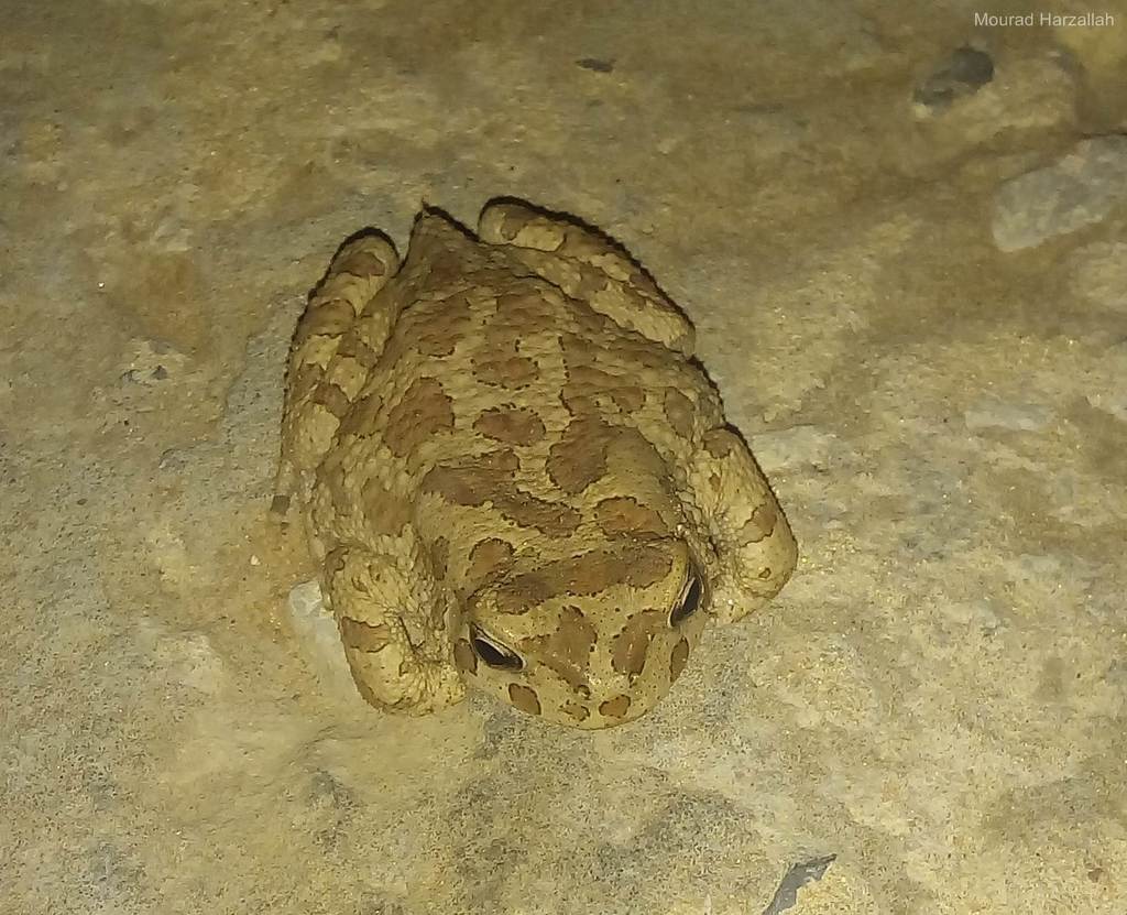 African Green Toad from Bordj Bou Arreridj, Algérie on June 14, 2019 at ...