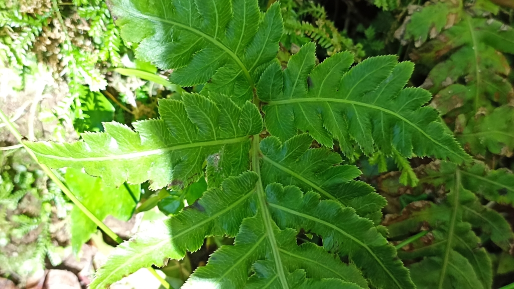 European chain fern from 9880, Portugal on April 14, 2022 at 02:23 PM ...