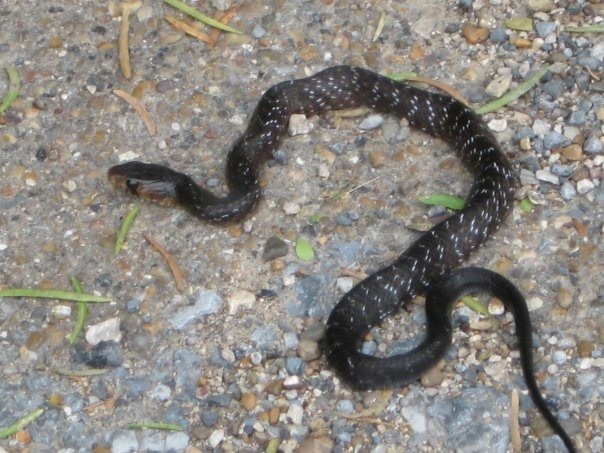 Texas Indigo Snake in September 2009 by jh1792 · iNaturalist