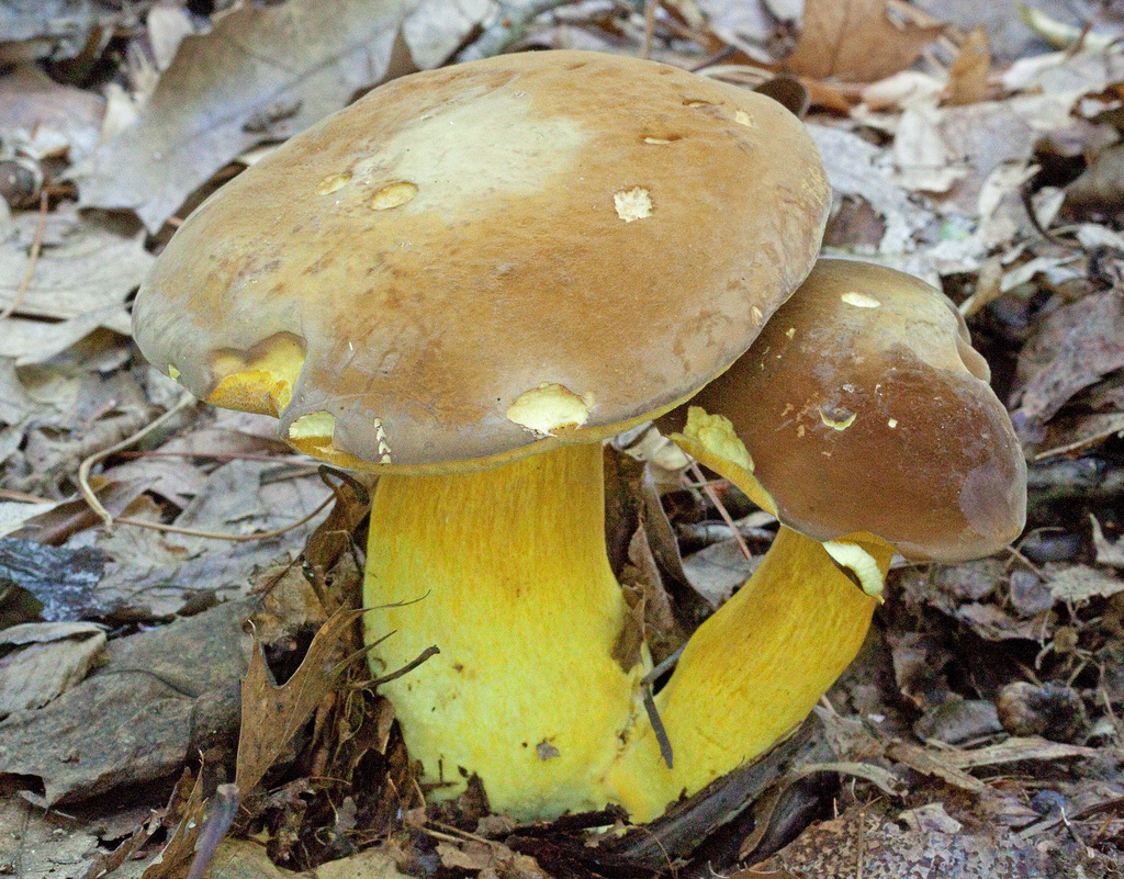 butter-foot bolete from Deam Wilderness, Lake Monroe, Indiana, USA on ...