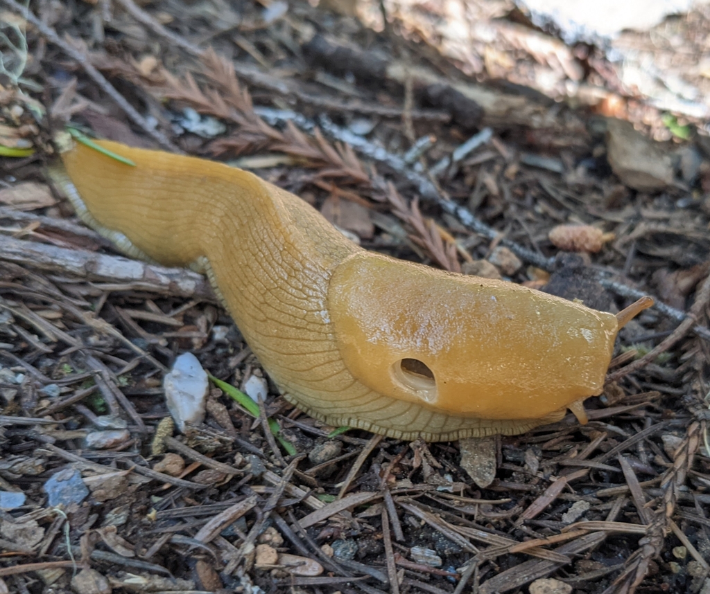 Pacific Banana Slug from Humboldt County, CA, USA on April 9, 2022 at ...