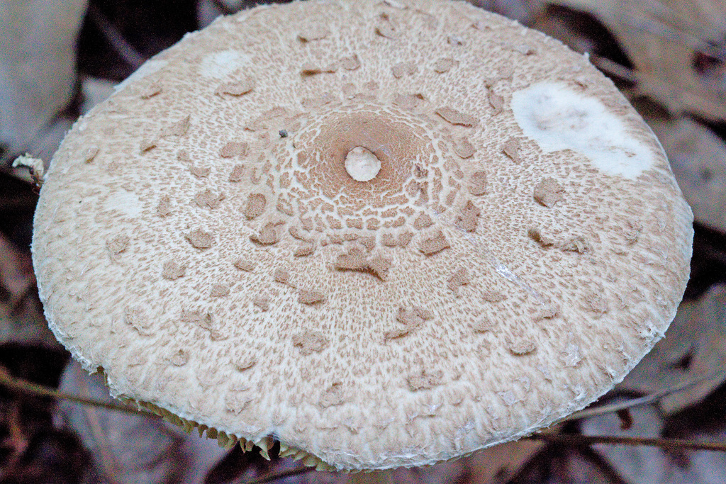 Macrolepiota macilenta from Brown County State Park, Brown Co., Indiana ...