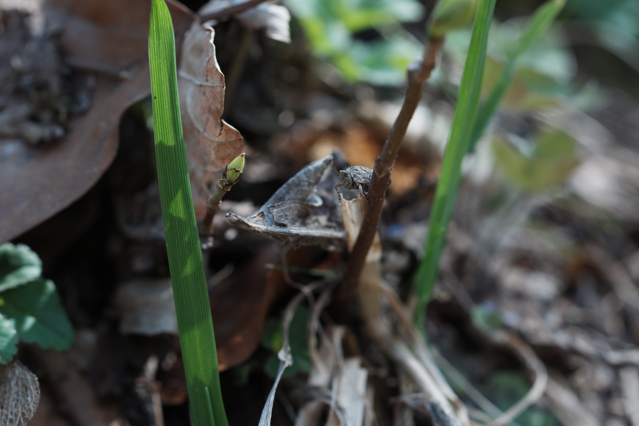 Tetrix tenuicornis (Sahlberg, 1891)