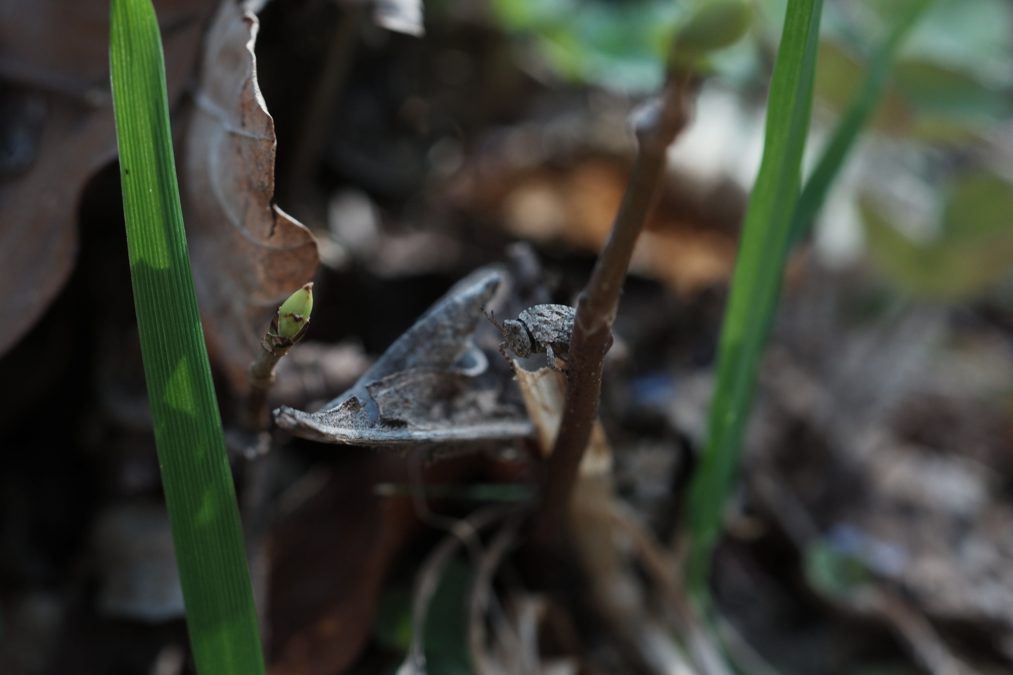 Tetrix tenuicornis (Sahlberg, 1891)