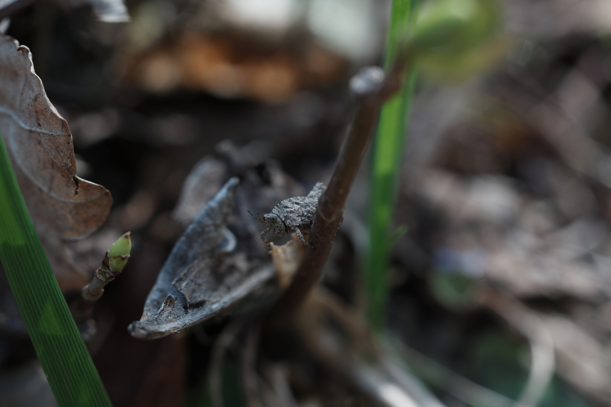 Tetrix tenuicornis (Sahlberg, 1891)