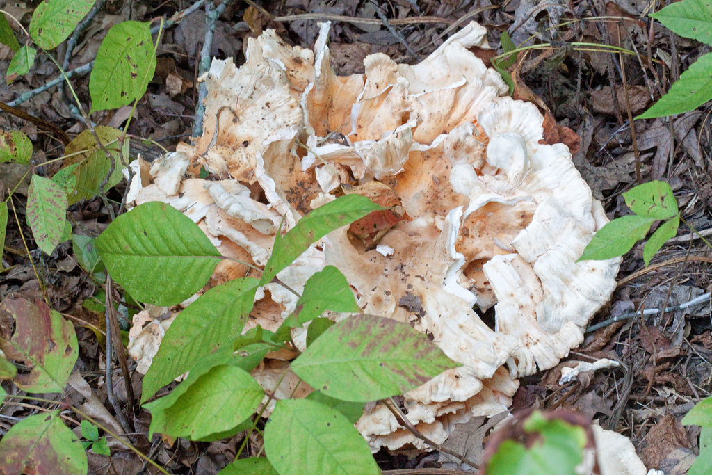 White-pored Chicken of the Woods from Yellowood State Forest, Indiana ...