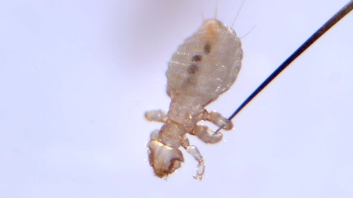 oval guinea pig louse (Gyropus ovalis) · iNaturalist