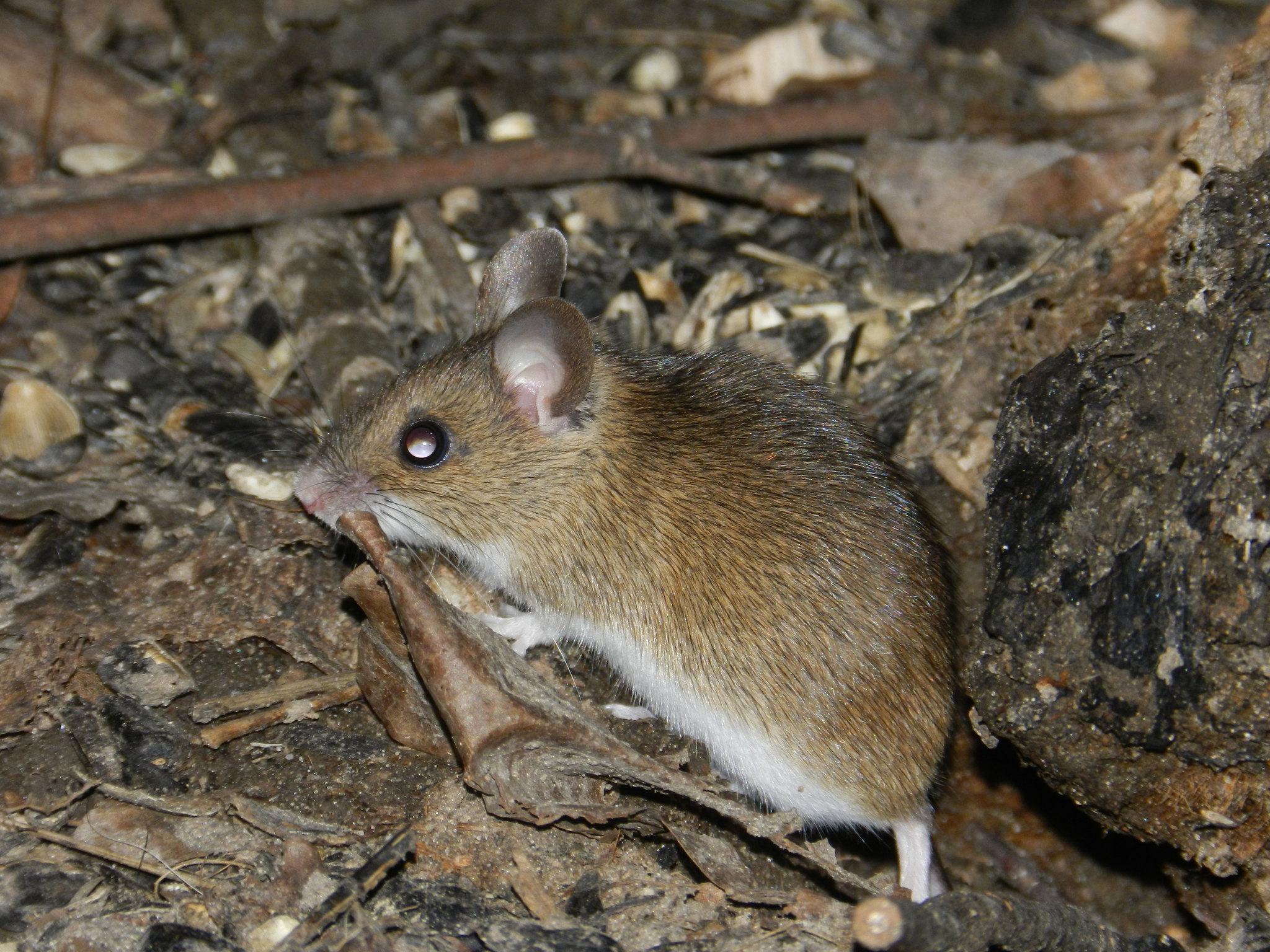 Apodemus uralensis (Pallas, 1811)