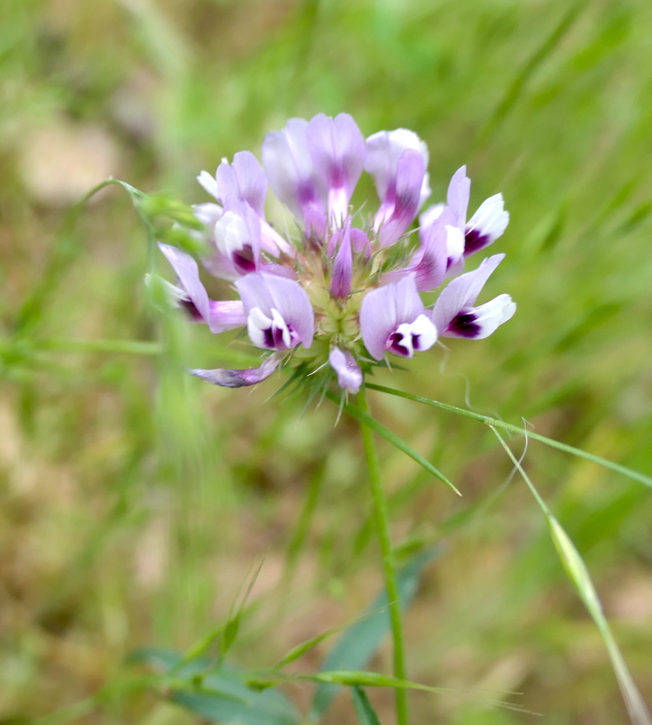 tomcat clover from Alamo, CA, USA on April 13, 2022 at 05:36 PM by ...