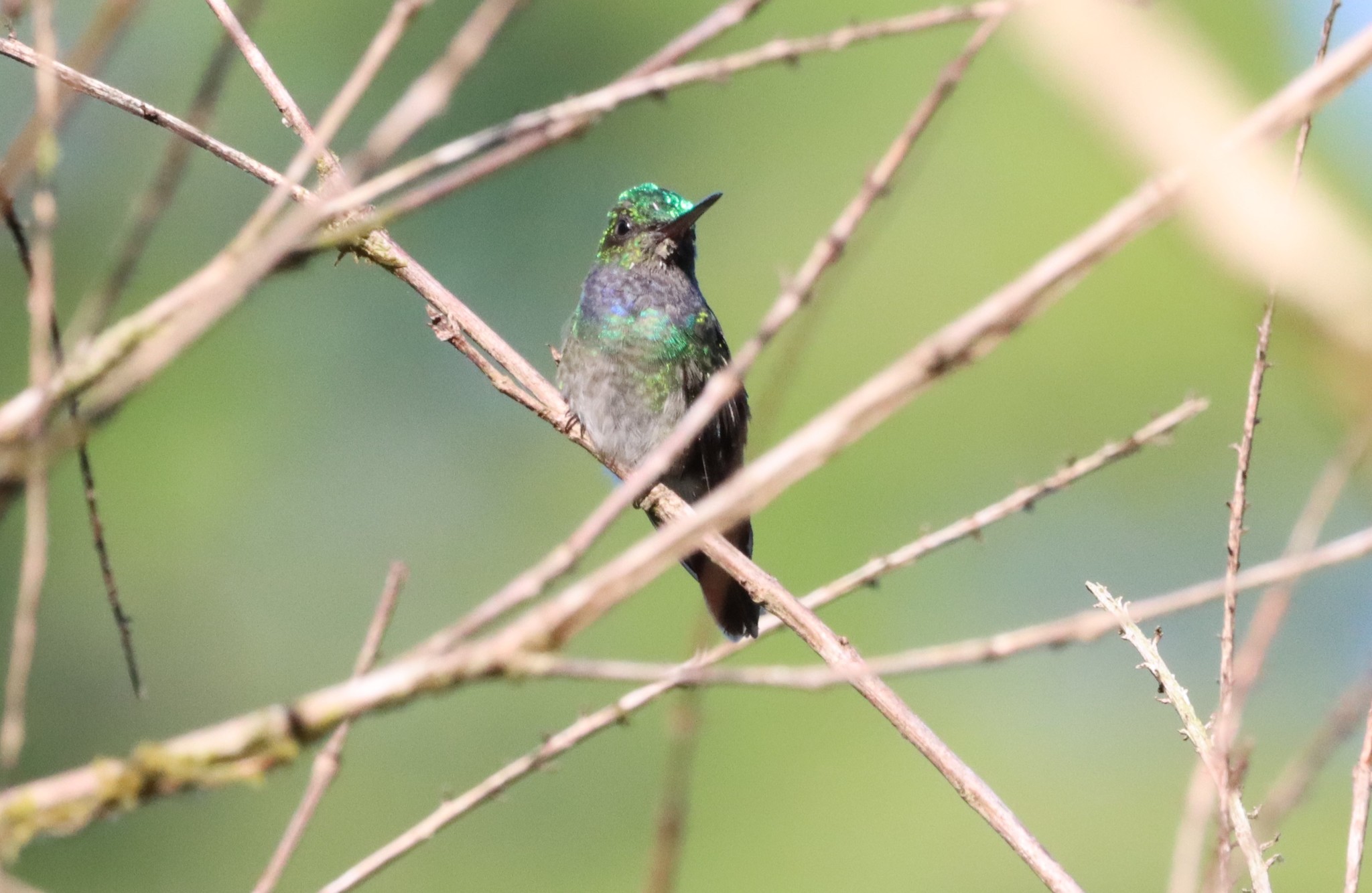 Polyerata decora Salvin, 1891