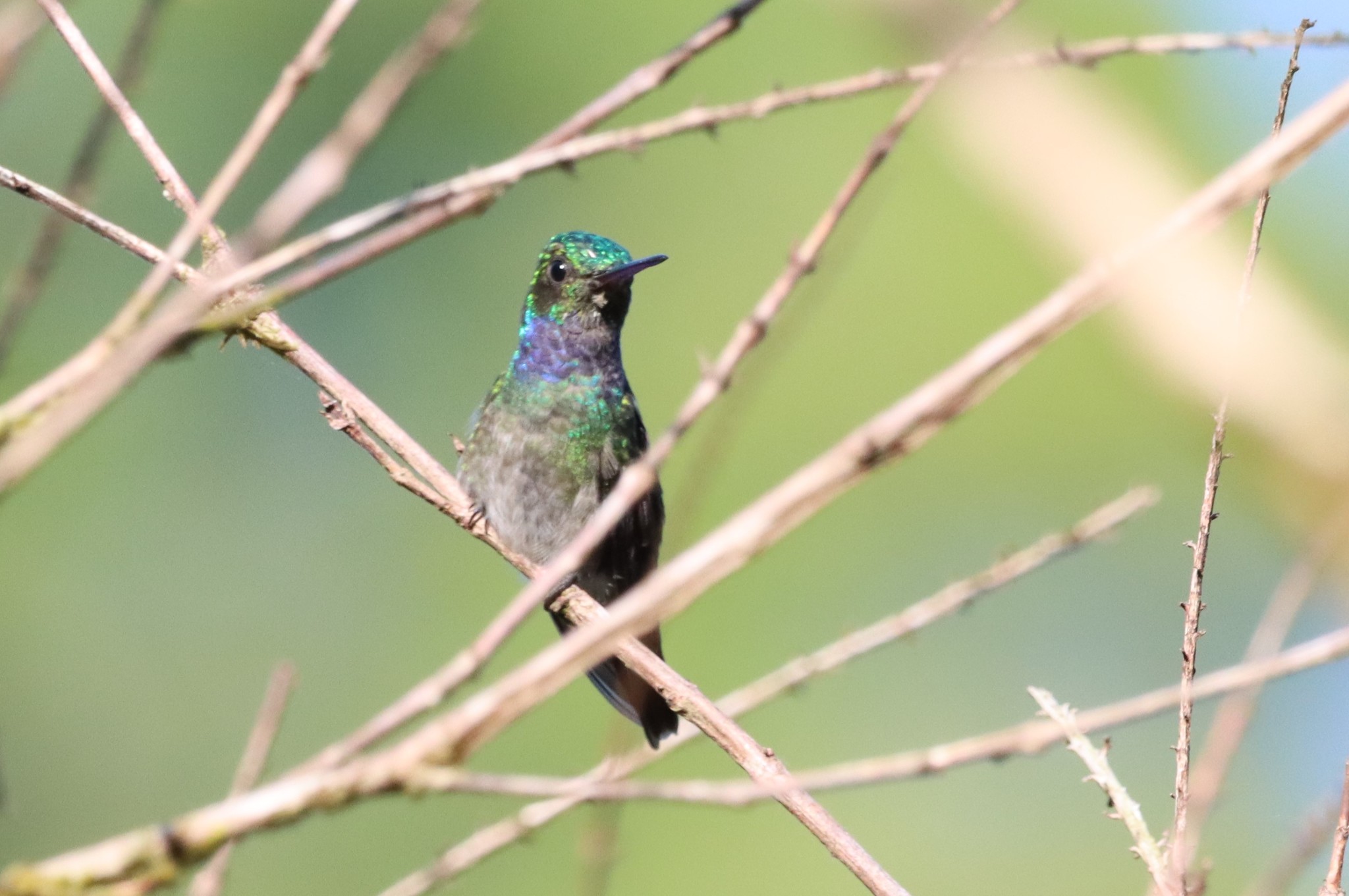 Polyerata decora Salvin, 1891