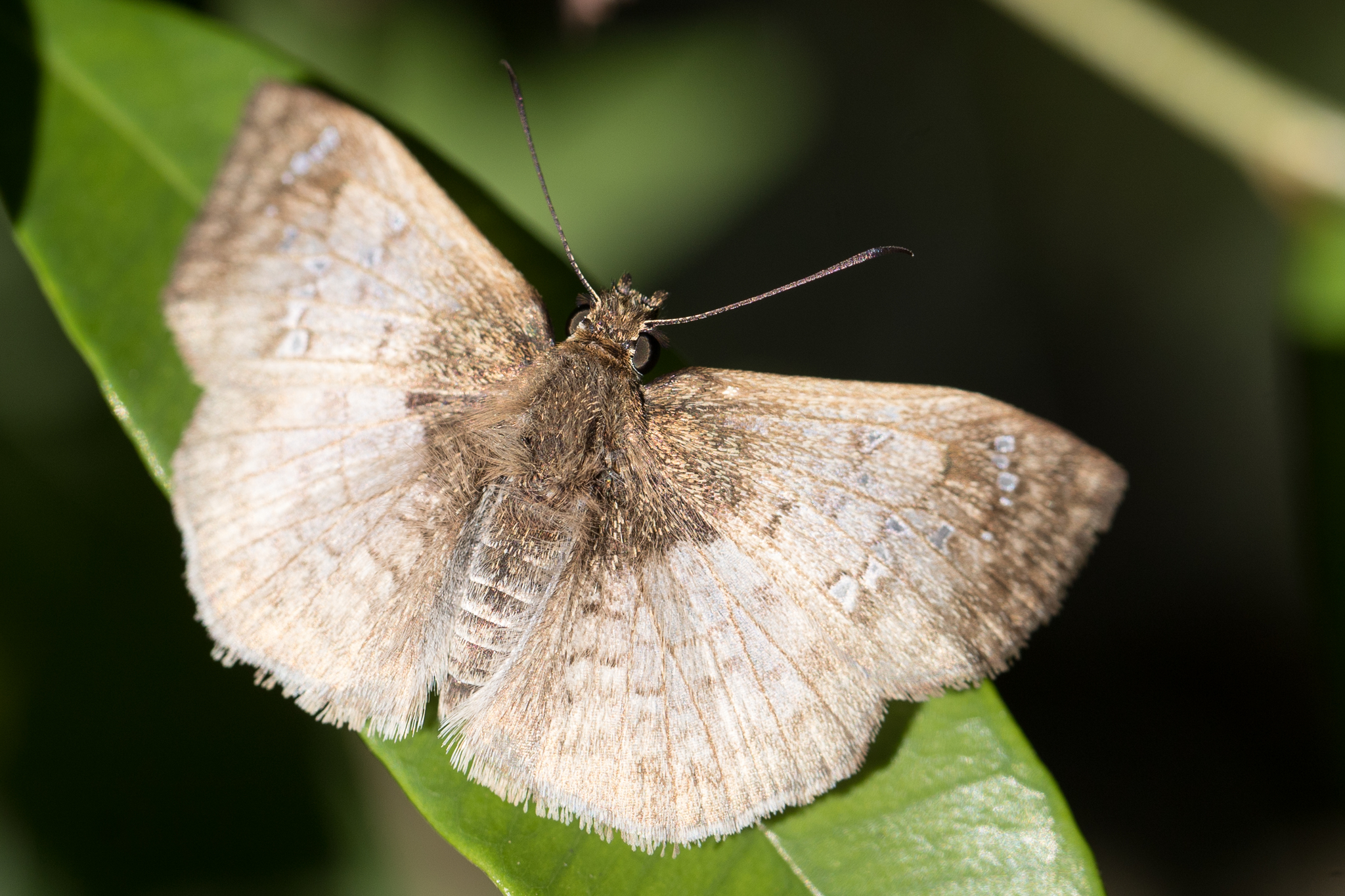 Carrhenes Godman & Salvin, 1895