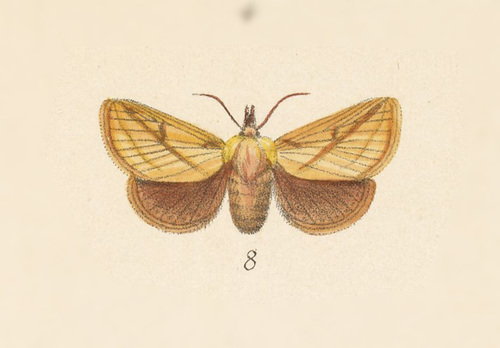 Vipsania anticlea · iNaturalist