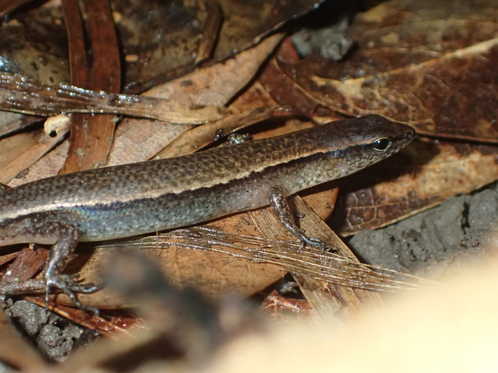 Scincella modesta (Lizards of China) · iNaturalist