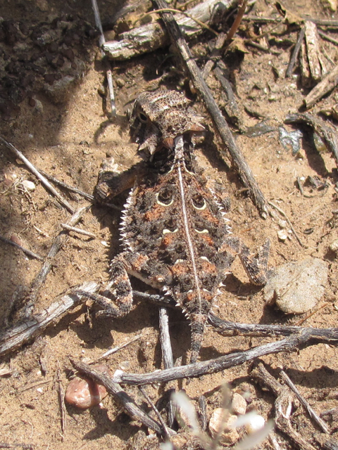 Texas Horned Lizard in May 2015 by Chuck Sexton. Small male Texas ...