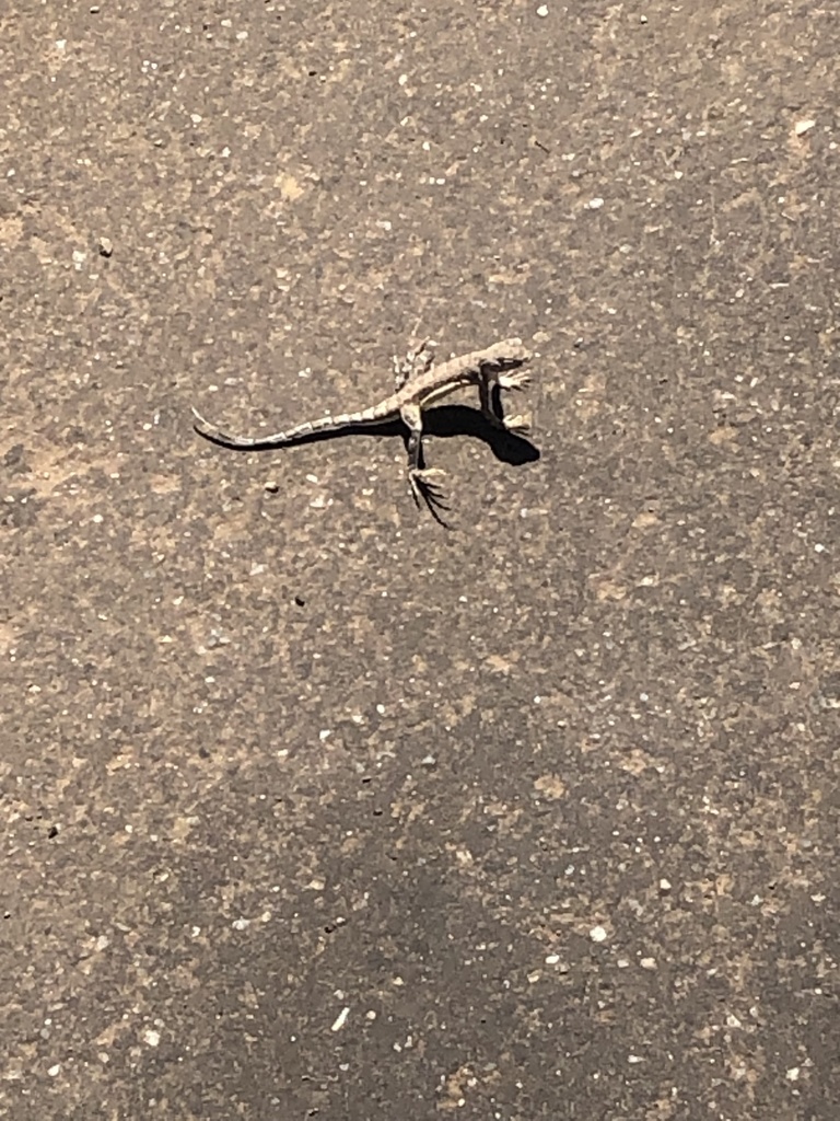Ornate Tree Lizard from Saguaro National Park - Tucson Mountain ...