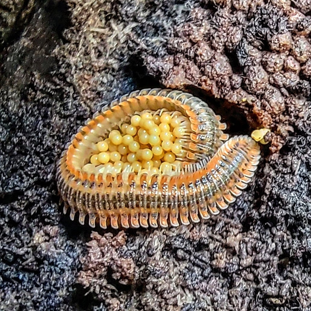 Brachycybe producta from Lagunitas, CA 94938, USA on April 10, 2022 at ...