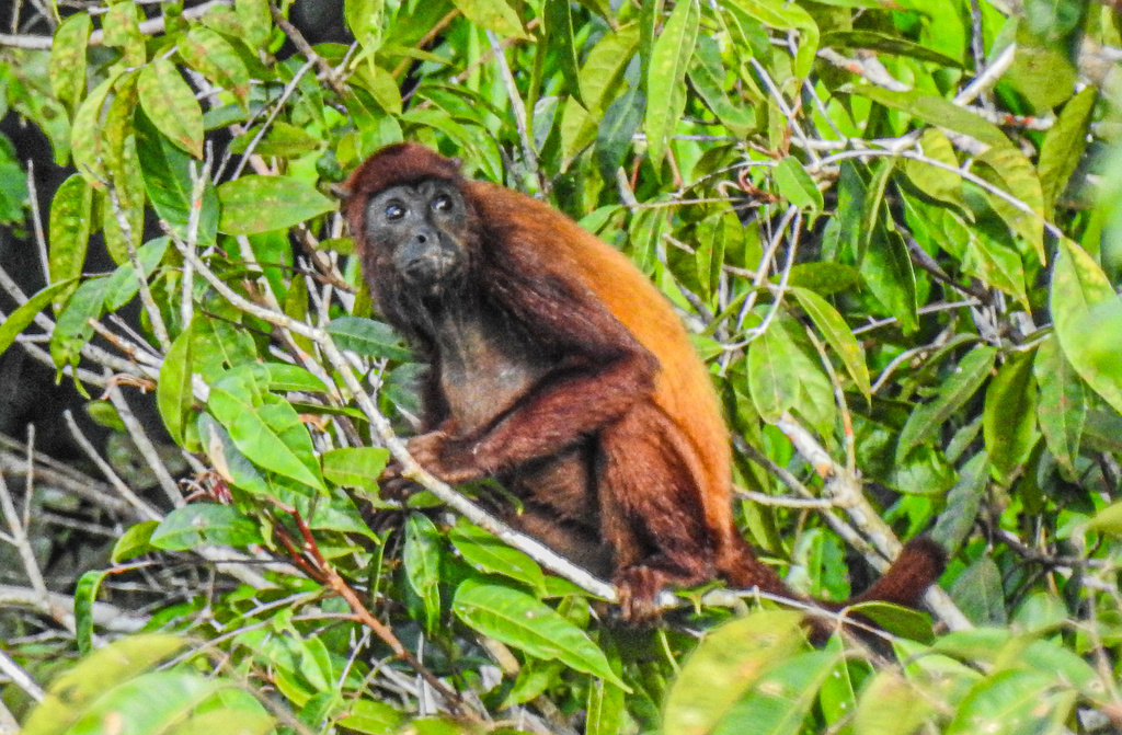 Guianan Red Howler Monkey (Alouatta macconnelli) - Know Your Mammals