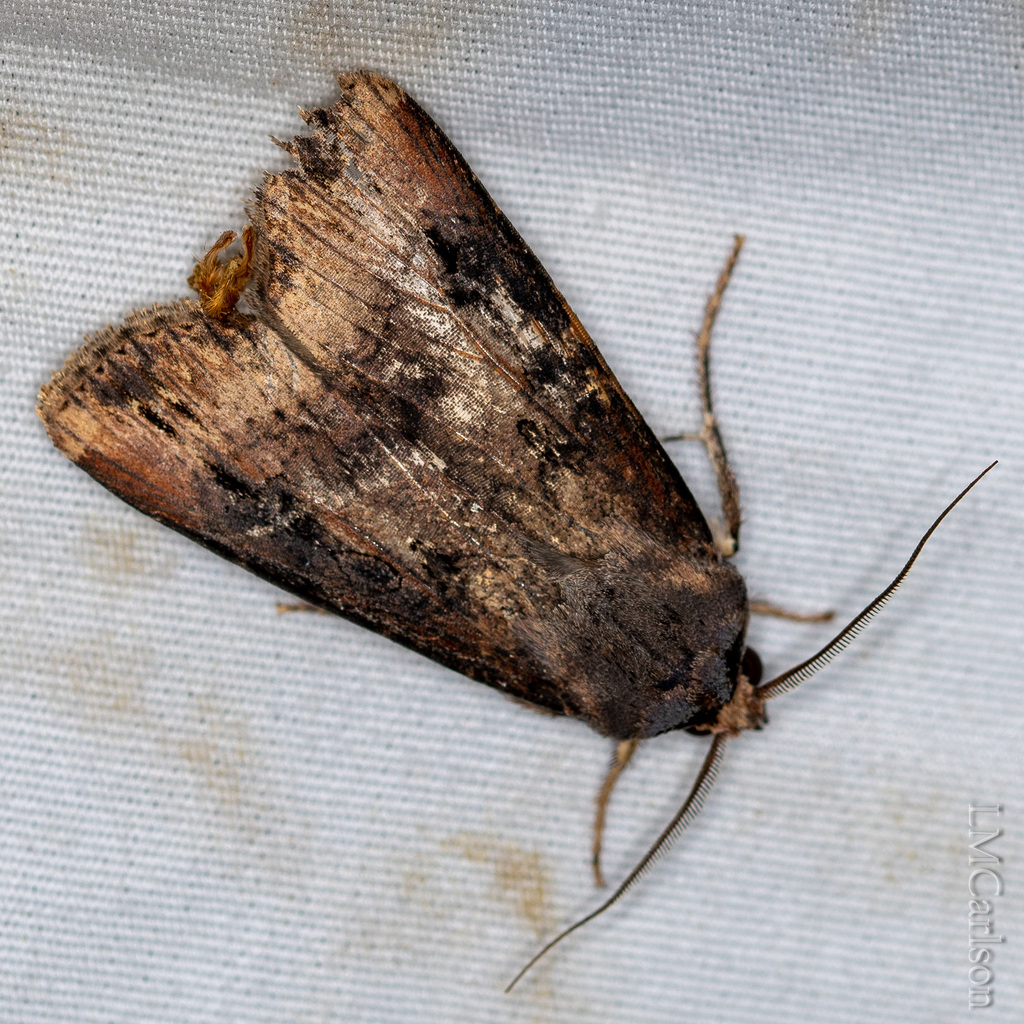 Ipsilon Dart Moth from 1507 U.S. Hwy 70A, Hillsborough, NC 27278, USA ...