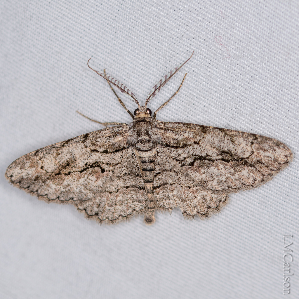 Common Gray from 1507 U.S. Hwy 70A, Hillsborough, NC 27278, USA on ...