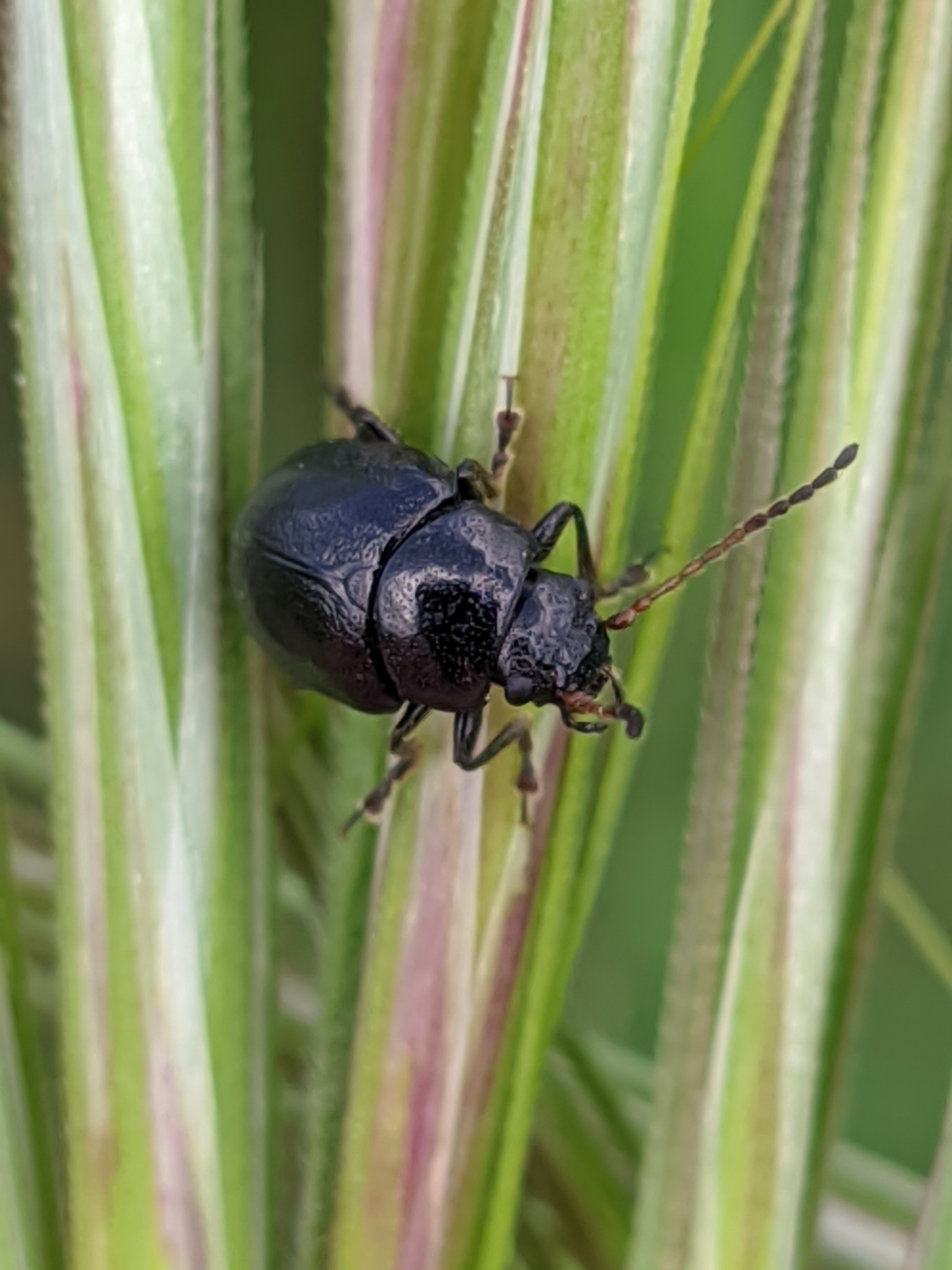 Colaspidema Laporte de Castelnau, 1833