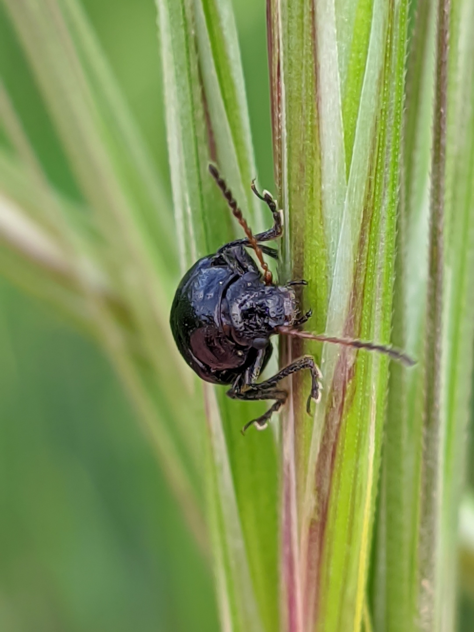 Colaspidema barbarum (Fabricius, 1792)